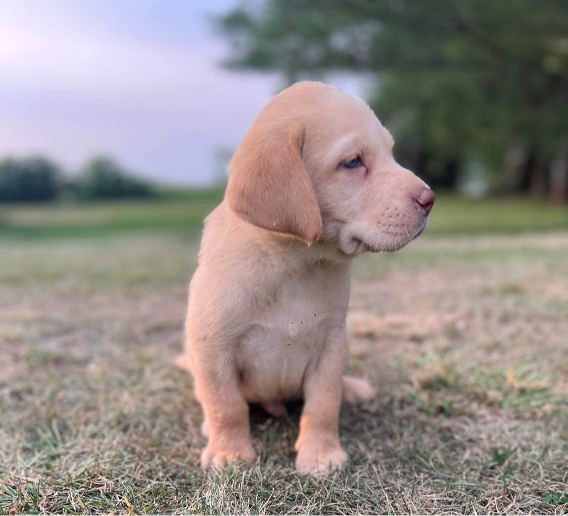 Gallery – Clarks Labrador Ranch LLC